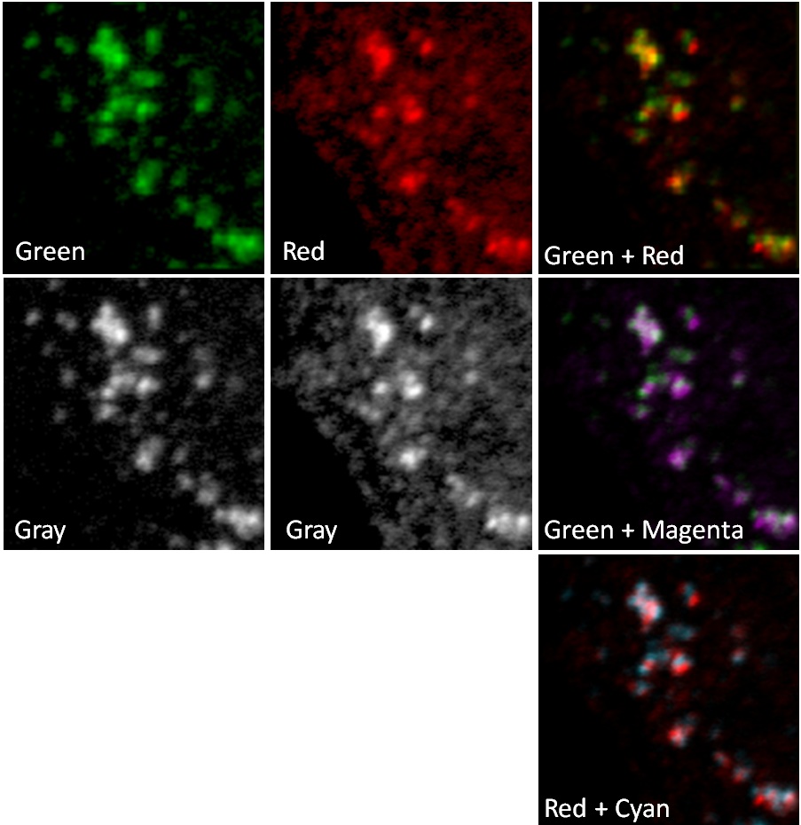 Microscopy Solutions | A review of optical microscopy instrumentation ...